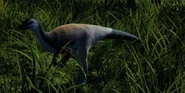 Orodromeus | The Isle Wiki | Fandom
