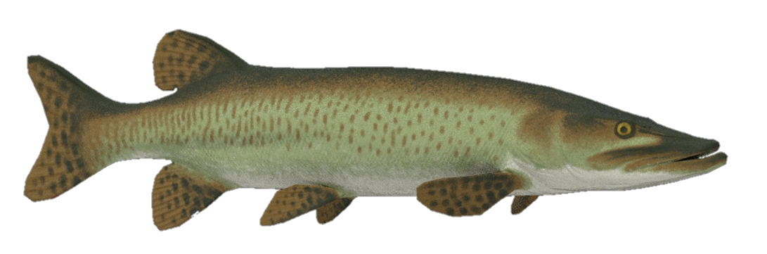 Muskellunge