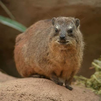 Rock Hyrax | Isle of the Rock Hyrax Wiki | Fandom