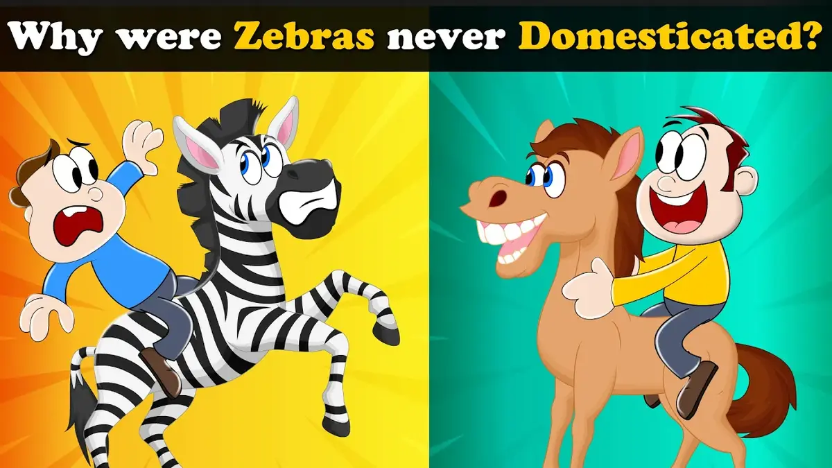Why Were Zebras Never Domesticated? | It's aumsum time Wiki | Fandom