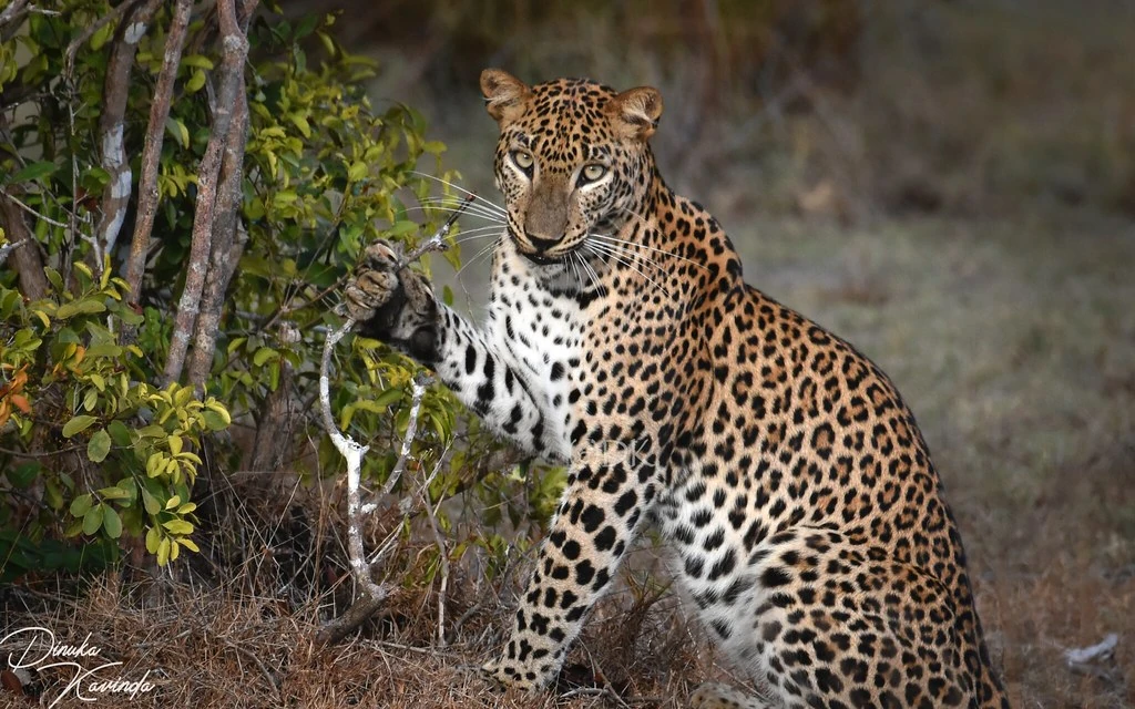 Leopard Bear | It's in the air official Wiki | Fandom