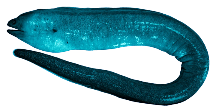 Pelagic Blue Death | It's in the air official Wiki | Fandom