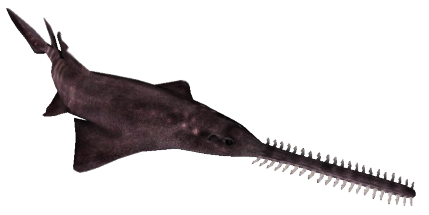 Pristis giganteus | It's in the air official Wiki | Fandom