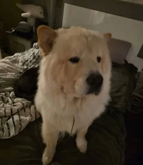 Dabi | It's Thunder Squad Wiki | Fandom