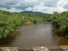 Murung River Bear | It's Something Wiki | Fandom