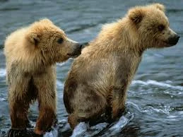 Pygmy Brown Bear | It's Something Wiki | Fandom