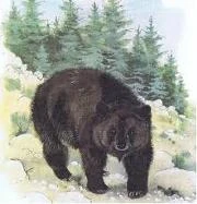 African Dwarf Bear | It's Something Wiki | Fandom