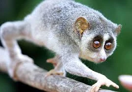 Tailed Slow Loris | It's Something Wiki | Fandom