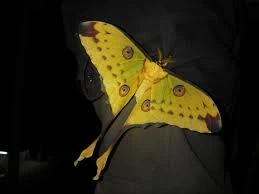 Madagascar Mega-Moth | It's Something Wiki | Fandom