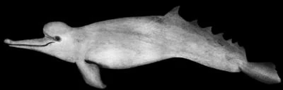 Sawtooth Dolphin | It's Something Wiki | Fandom
