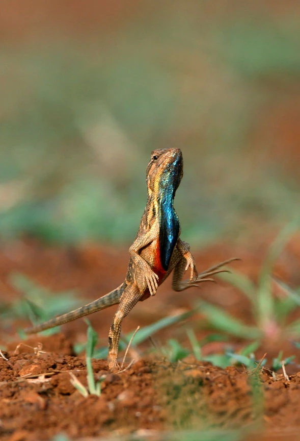 Vancouver Island Bipedal Lizards | It's Something Wiki | Fandom