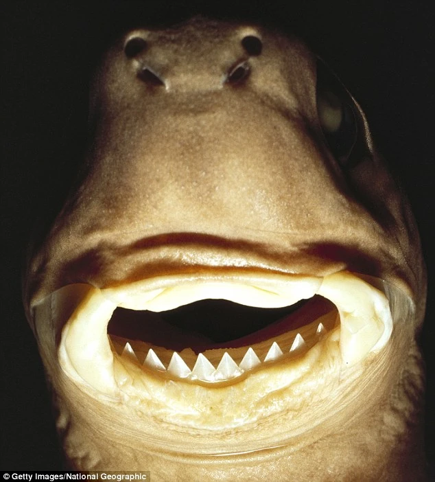 Cookiecutter Shark