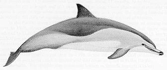 Senegal Dolphin | It's Something Wiki | Fandom