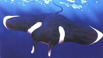 Beebe's Manta | It's Something Wiki | Fandom