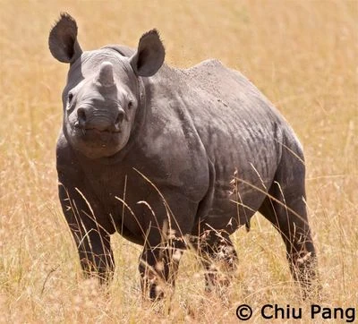 One-Horned African Rhinoceros | It's Something Wiki | Fandom