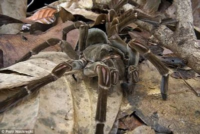 Papuan Giant Spider | It's Something Wiki | Fandom