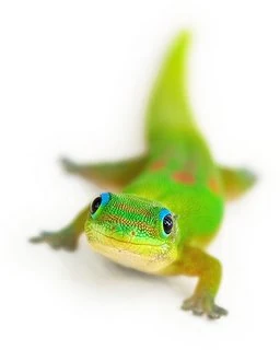 HELLO LIZARD-LOVERS | MyFace Wiki | Fandom