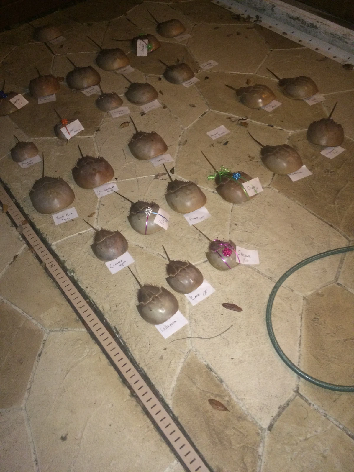 Crab Christmas | The Manila Folder Wiki | Fandom