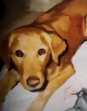 Unnamed Golden Retriever | It Takes Two Wiki | Fandom