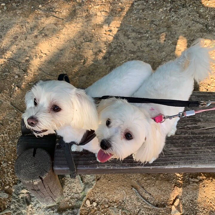 Chaeri | ITZY Wiki | Fandom