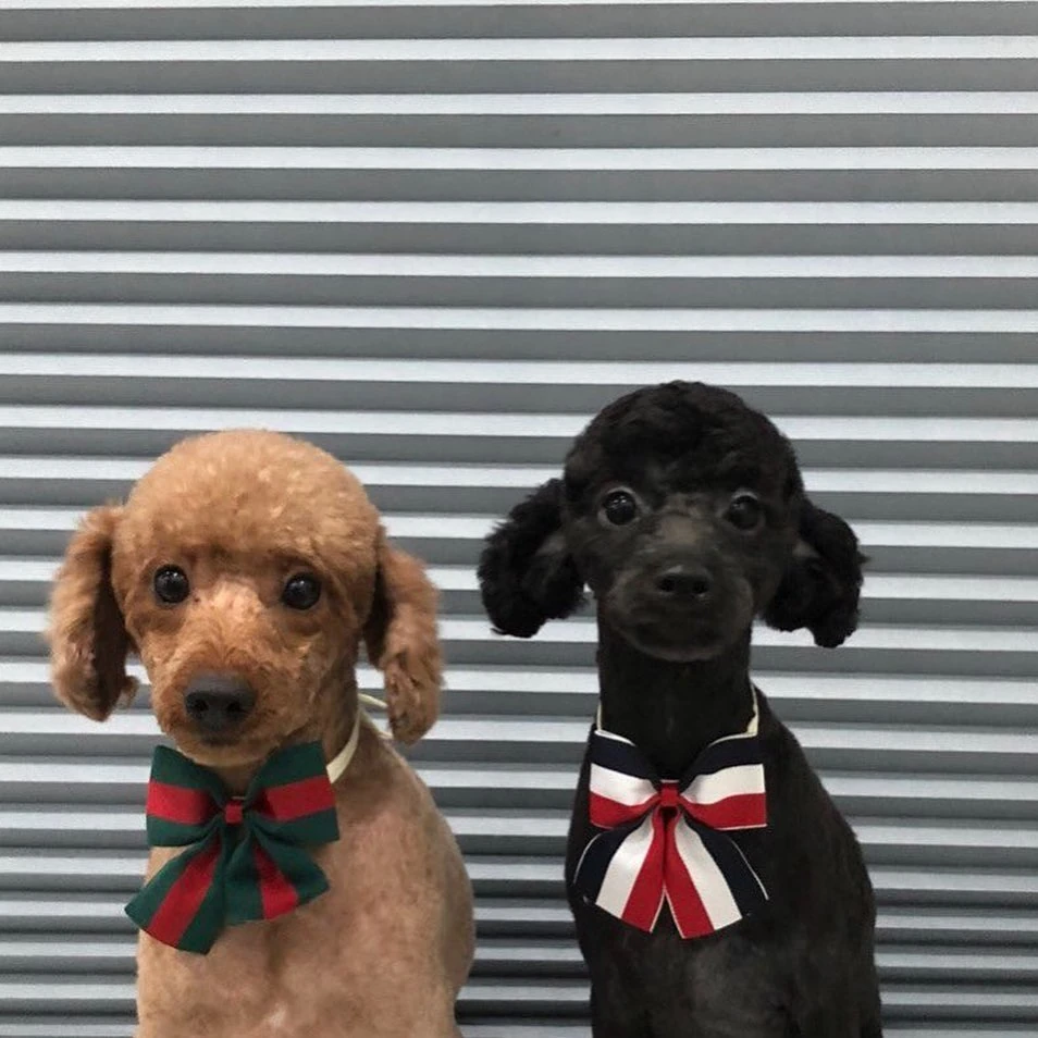 Hongsam | ITZY Wiki | Fandom