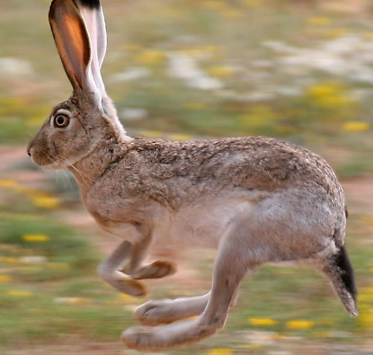 Jack Rabbit | Jackalope Wiki | Fandom