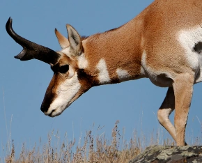 Antelope | Jackalope Wiki | Fandom