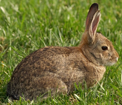 Rabbit | Jackalope Wiki | Fandom