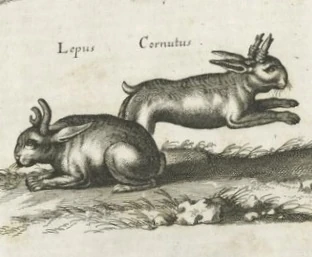 Lepus Cornutus | Jackalope Wiki | Fandom