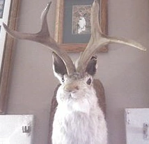 Jackalope | Jackalope Wiki | Fandom