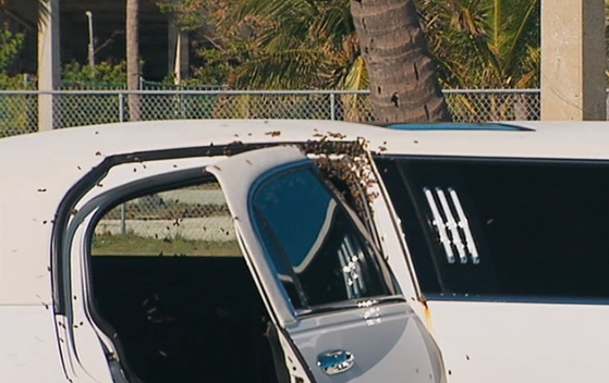 Brandon Novak | Jackass Wiki | Fandom