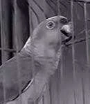 Polly | Jack Benny Wiki | Fandom