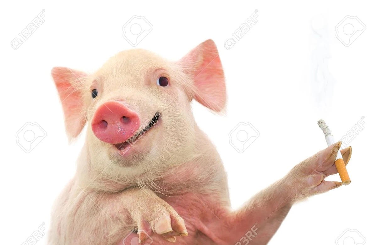 Ciggy the Piggy | Jackiverse Wiki | Fandom