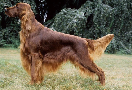 Irish Red Setter | Jackys Hunde Wiki | Fandom