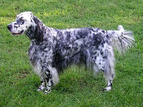 English Setter | Jackys Hunde Wiki | Fandom