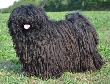 Puli | Jackys Hunde Wiki | Fandom