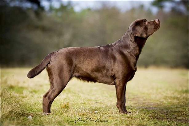 Labrador Retriever | Jackys Hunde Wiki | Fandom