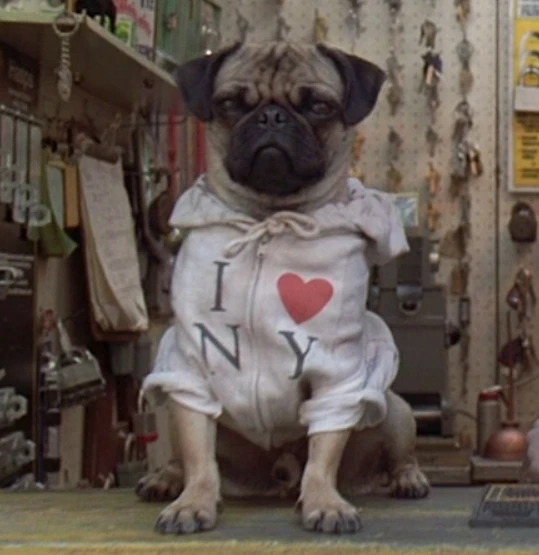 Frank the pug | Jaden's Adventures Wiki | Fandom