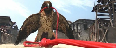 Hawk | Jaden's Adventures Wiki | Fandom