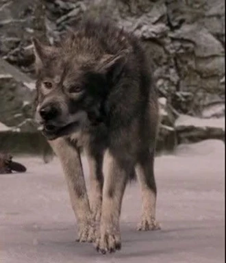 Maugrim | Jaden's Adventures Wiki | Fandom