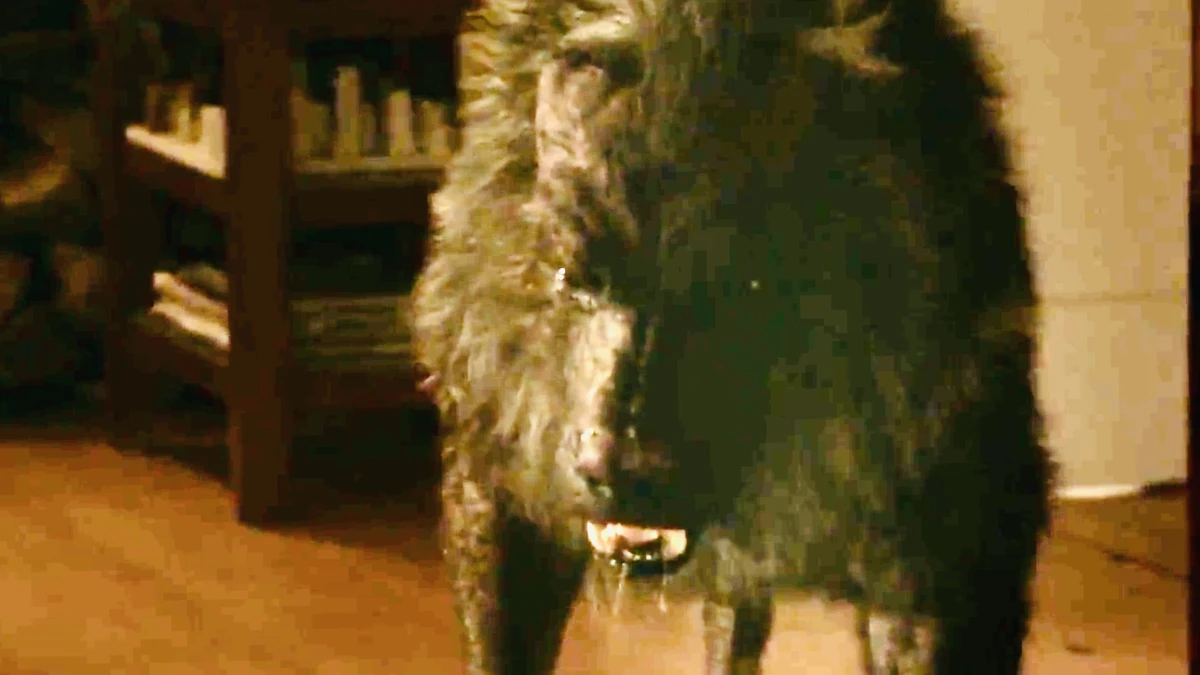 Razorback Wolf | Jaden's Adventures Wiki | Fandom