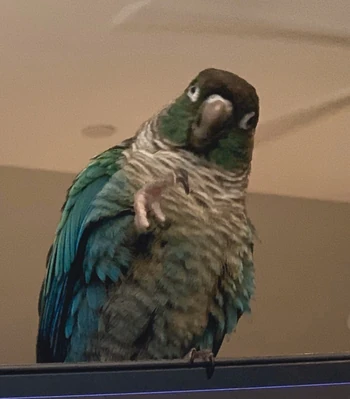 Ari | Jaiden Animations Wiki | Fandom