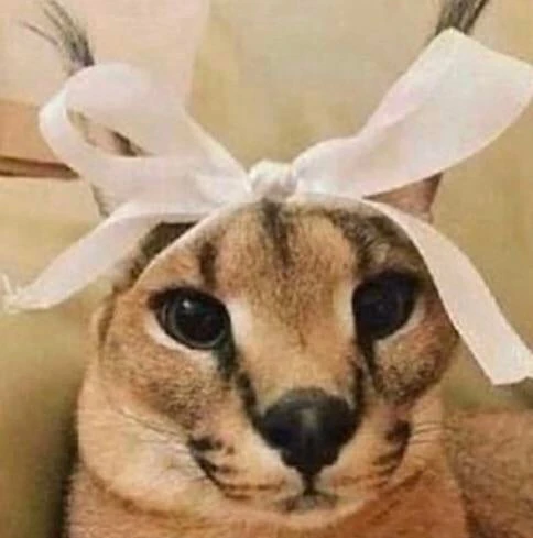 Mrs Floppa | Jakepedia Wiki | Fandom