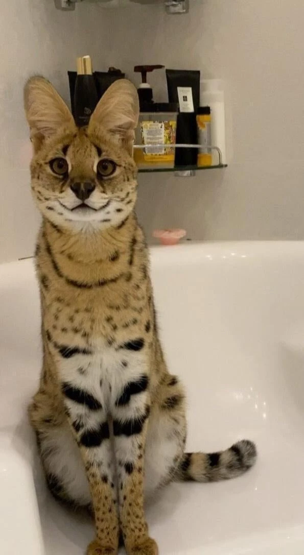 Sogga | Jakepedia Wiki | Fandom