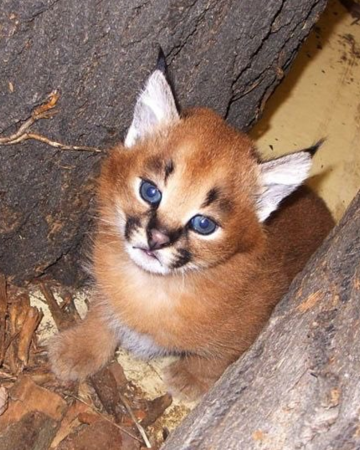 Small Floppa | Jakepedia Wiki | Fandom