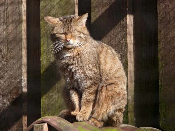 Flippa (Species) | Jakepedia Wiki | Fandom