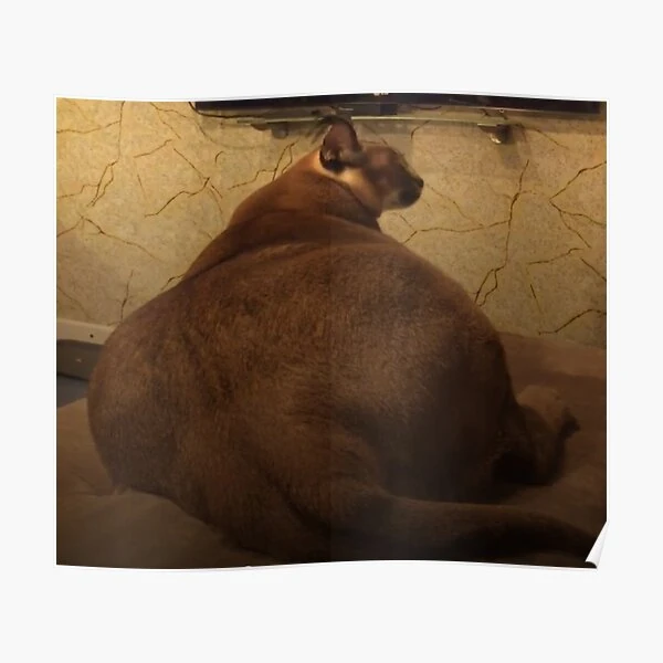 Floppette | Jakepedia Wiki | Fandom