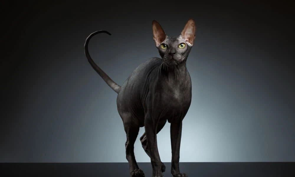 Bongus | Jakepedia Wiki | Fandom