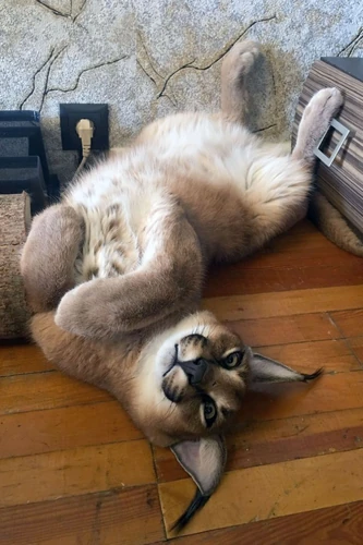 Floppa (Species) | Jakepedia Wiki | Fandom