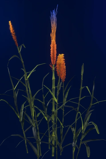 Trzcina mułowa | Avatar Wiki | Fandom